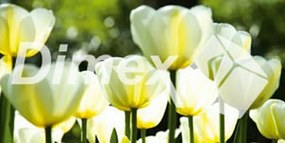 Obraz na skle Tulipány 60 x 30 cm GL-60-006