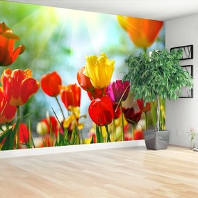 Fototapeta Květiny tulipánů 104x70