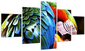 Obraz - Papoušek (125x70 cm)