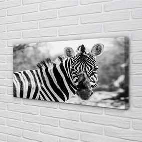 Obrazy na plátně retro zebra 125x50 cm