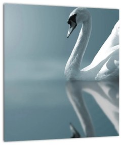 Obraz - Bílá labuť (30x30 cm)