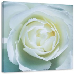 Obraz na plátně Bílá růže Květina Příroda - 40x40 cm