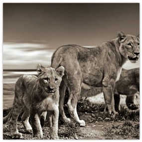 Obraz černobílých lvů (30x30 cm)