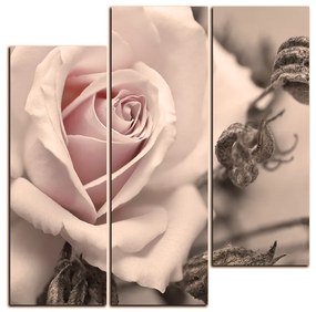 Obraz na plátně - Růže a uschlé rostliny - čtverec 3225FC (75x75 cm)