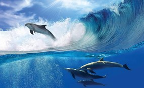 Postershop Fototapeta vliesová: Delfíni - 416x254 cm