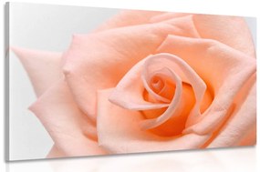 Obraz růže v broskvového odstínu Varianta: 60x40