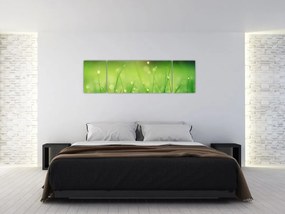 Obraz - rosa na trávě (170x50 cm)