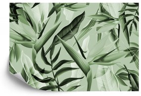 Fototapeta Zelená Tropicalia Strukturální vinyl 315x210
