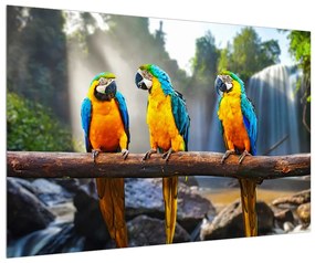 Obraz papoušků (90x60 cm)