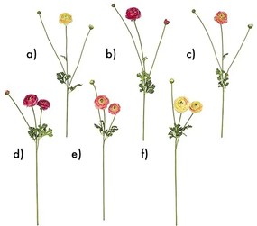 Pryskyřník - Ranunculus H72 barva / provedení: b)