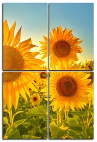 Obraz na plátně - Slunečnice v létě  - obdélník 7145D (90x60 cm)
