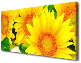 Obraz na plátně Slunečnice Květ Příroda 120x60 cm