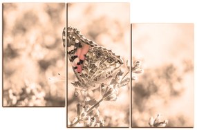 Obraz na plátně - Motýl na levandule 1221FD (105x70 cm)
