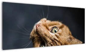 Moderní obraz kočky (100x40cm)
