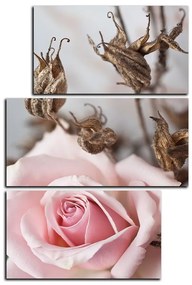 Obraz na plátně - Růže a uschlé rostliny - obdélník 7225D (105x70 cm)