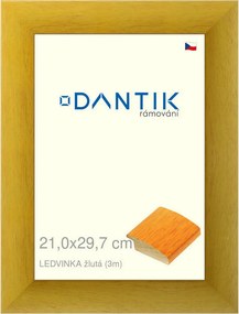 DANTIK rámeček 21x29,7 | LEDVINKA žlutá (Sklo Čiré)