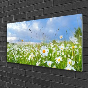 Obraz na skle Louka Sedmikrásky Příroda 140x70 cm