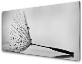 Obraz na skle Pampeliška Semínka 100x50 cm
