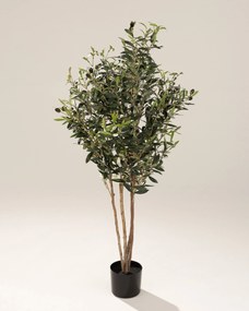 Olivovník v květináči 130 cm