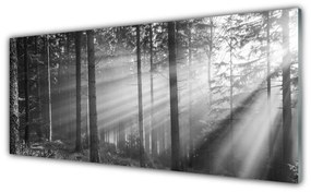 Plexisklo-obraz Les Příroda Paprsky Slunce 125x50 cm