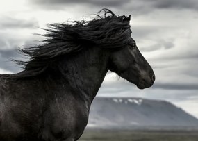 Obraz Černý Kůň Na Pozadí Mraků Nedostatek Nedostatek Přírodní plátno 30x20
