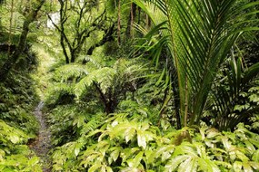 DIMEX | Samolepicí vliesová fototapeta na zeď Tropická džungle MA-5-1579 | 375 x 250 cm | zelená