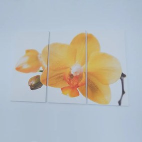3-dílný obraz - Žlutá orchidej - PopyDesign