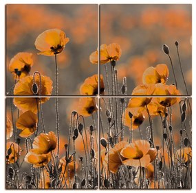 Obraz na plátně - Krásné divoké máky - čtverec 397QD (60x60 cm)