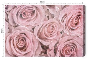 Obraz Krásné Vintage Růže Nedostatek Nedostatek Přírodní plátno 120x80