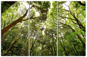 Obraz na plátně - Zelené stromy v lese 1194B (105x70 cm)