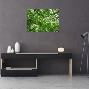 Skleněný obraz - Pohled do korun stromů (70x50 cm)