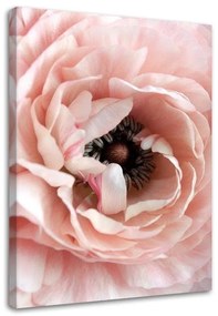 Obraz na plátně Pivoňka Květy růžové - 70x100 cm
