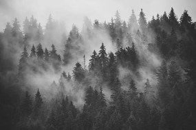 Fototapeta les v černobílé mlze - 225x270