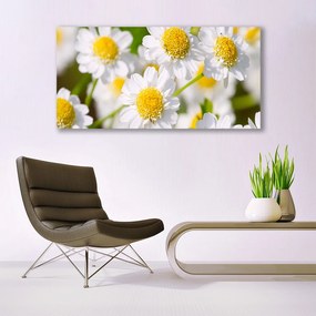 Plexisklo-obraz Květiny Sedmikráska Příroda 120x60 cm
