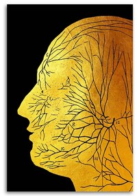Gario Obraz na plátně Zlatá anatomie, obličejové nervy - Gab Fernando Rozměry: 40 x 60 cm