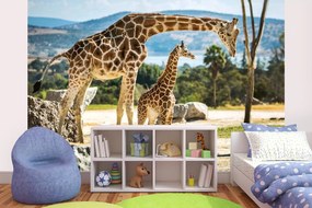 DIMEX | Samolepicí vliesová fototapeta na zeď Rodina žiraf MA-5-0447 | 375 x 250 cm | zelená, modrá, béžová, hnědá
