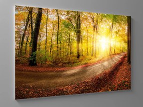 Liox Obraz sluncem zalesněná stezka Rozměr: 100 x 65 cm