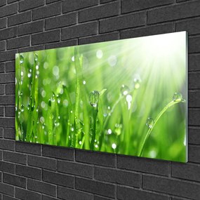 Obraz na skle Příroda Tráva Kapky 125x50 cm