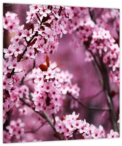 Obraz - Růžová sakura (30x30 cm)