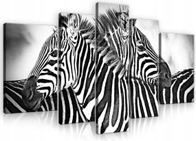 Obraz 170x100 Zebra pruhy divoká příroda Afrika savana monochromatický