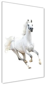 Wallmuralia Vertikální Fotoobraz na skle Bílý kůň cval 50x100