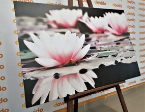 Obraz lotosový květ Varianta: 120x40