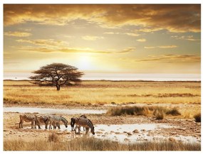 Fototapeta - African zebras around watering hole