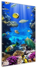 Wallmuralia Vertikální Foto obraz sklo tvrzené Korálový útes 50x100