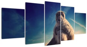 Obraz opice - obrazy zvířat