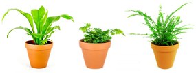 Set rostlin Baby plants kapradiny