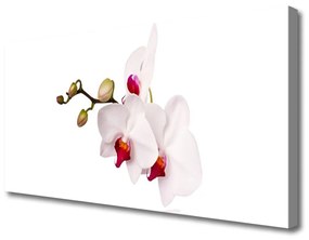 Obraz na plátně Květiny Příroda Orchidej 120x60 cm
