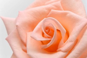 Obraz růže v broskvového odstínu - 90x60 cm