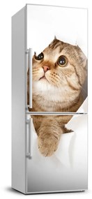 Wallmuralia Samolepící nálepka na ledničku stěnu Kočka 60x180 cm