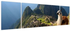 Obraz - Lama a Machu Picchu (170x50 cm)